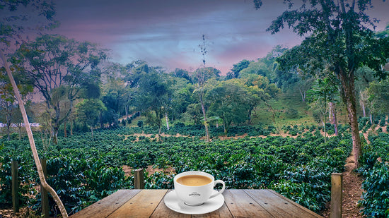 Don Justo Cafe – Tienda Oficial Café Don Justo